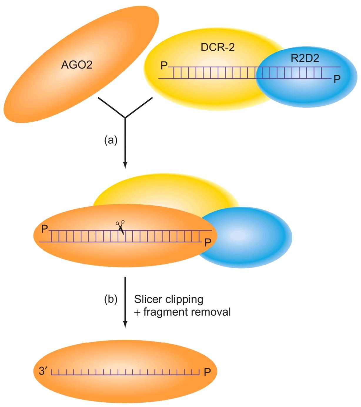 RNA干扰（一）——mi-！si-！pi-！ - 知乎