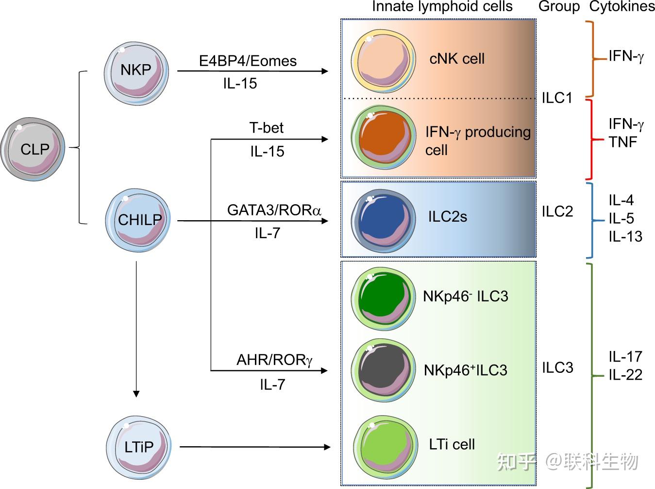 免疫小课堂——淋巴细胞的发育及其表面标记 - 知乎
