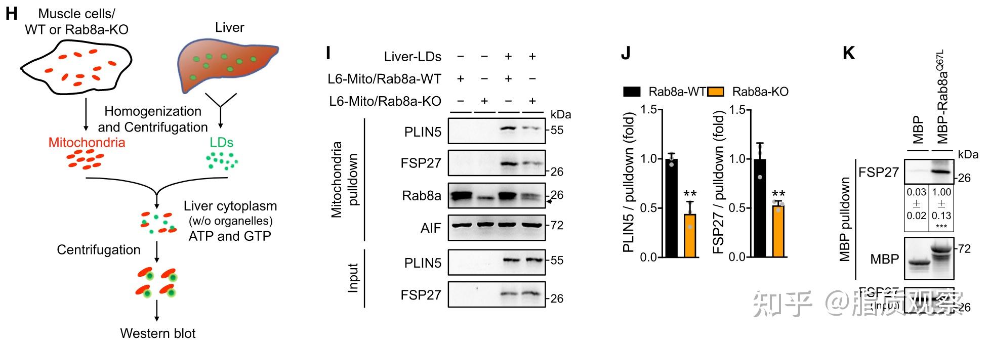 AMPK通过调节Rab8a-Plin5互作促进脂滴线粒体互作 - 知乎