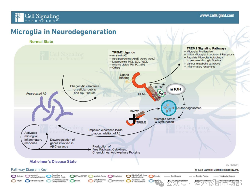 AD信号转导通路（Alzheimer's Disease Signaling） - 知乎