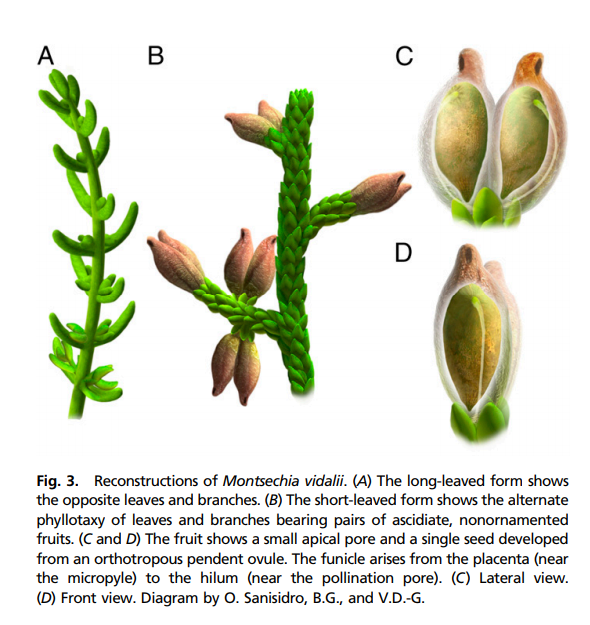 从进化上来看，最早使用「花」作为生殖器官的植物是什么？ - 知乎