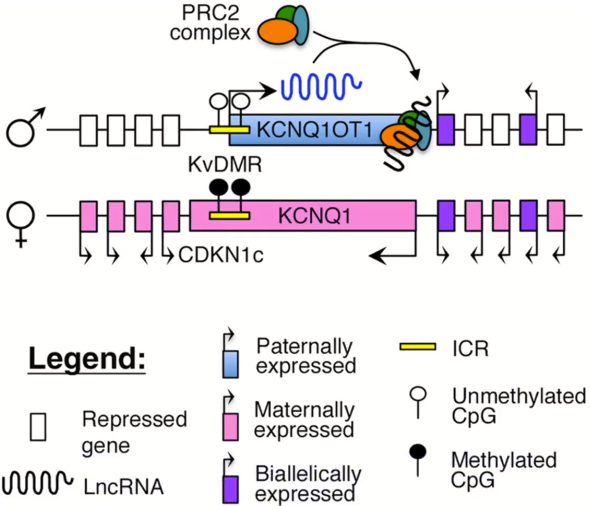 入门|表观遗传学 - 知乎