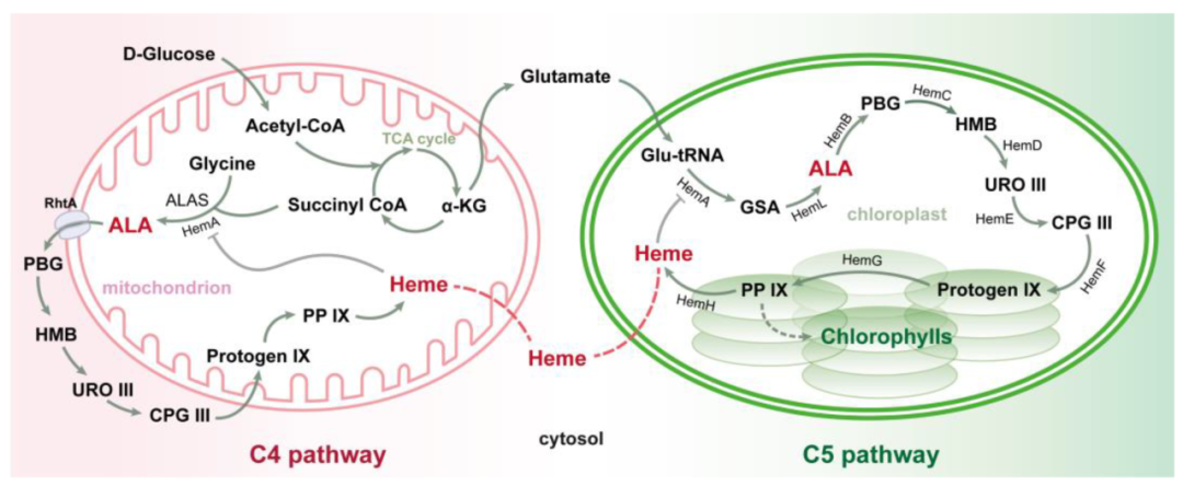 5-氨基乙酰丙酸 (ALA) 调控原理及其在农林生产中的应用 - 知乎
