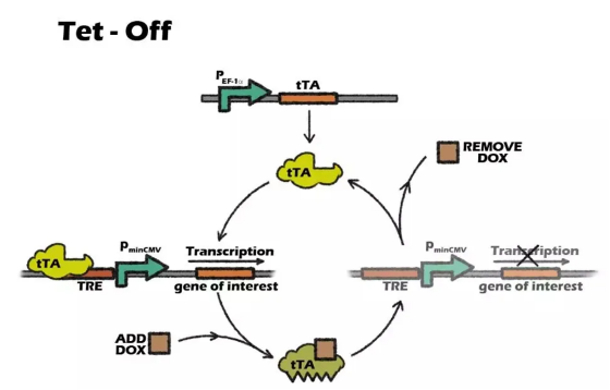 小布实用Tips｜神经元活动依赖工具系列之二：Tet-on/off系统 - 知乎