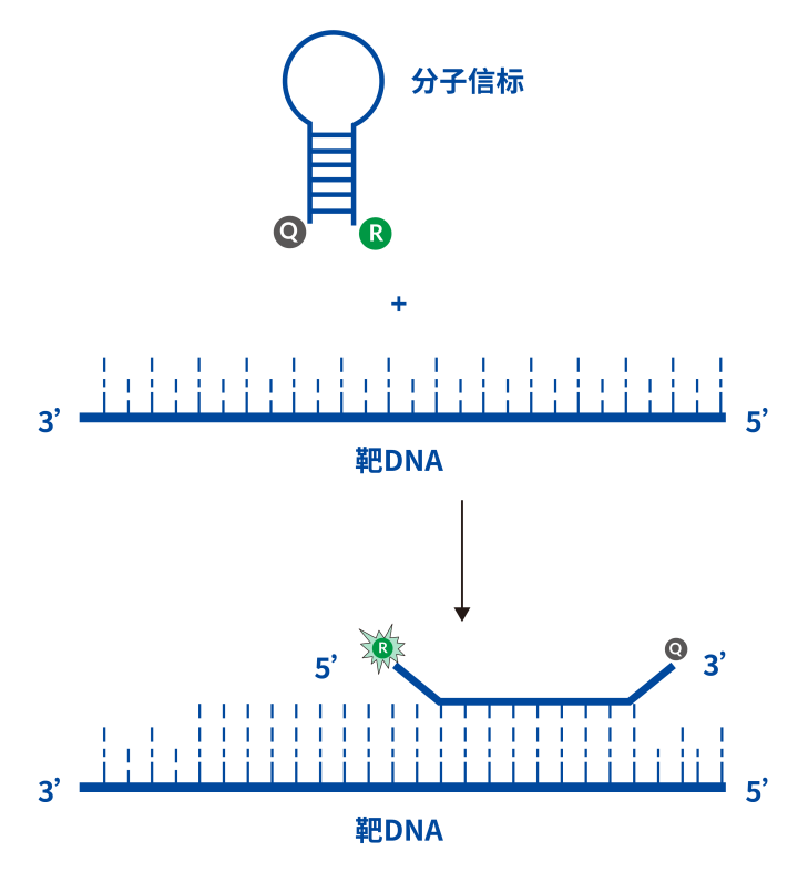 修饰引物/探针系列详解-分子信标探针 - 知乎