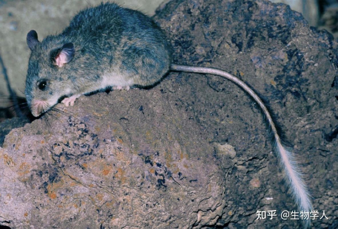 啮齿动物之七：丽仓鼠科、马岛鼠科物种名称 - 知乎