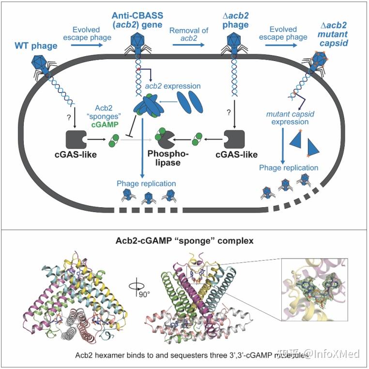 Cell | 揭示噬菌体抑制和逃逸细菌CBASS免疫系统的分子机制 - 知乎