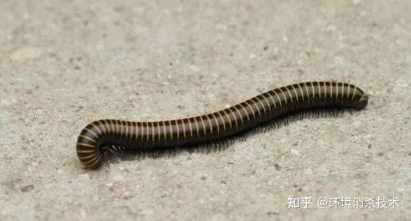 千足虫(马陆)有毒吗？要是被它蛰了怎么办？ - 知乎