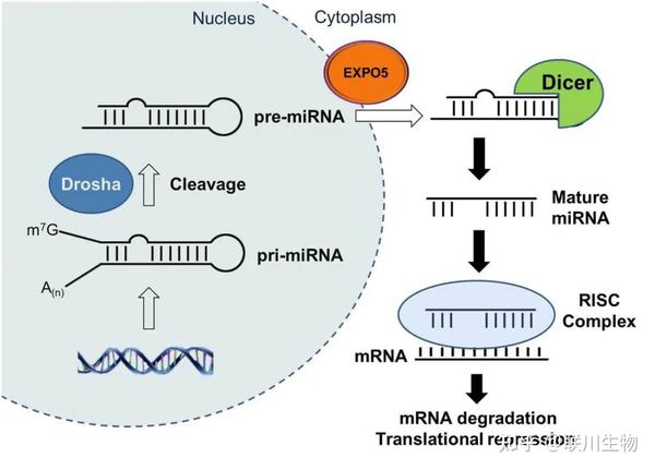 RNA背景知识全解 - 知乎