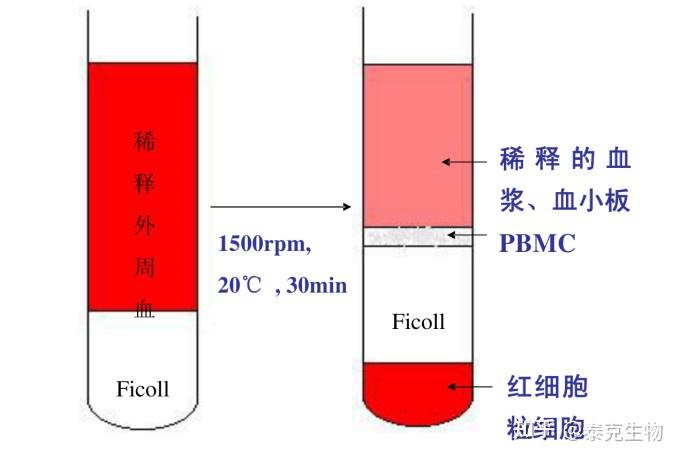 PBMC分离-泰克生物 - 知乎