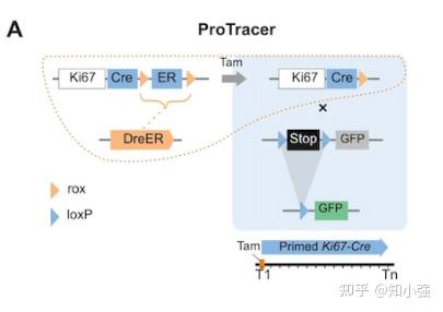 周斌谱系示踪总结 - 知乎