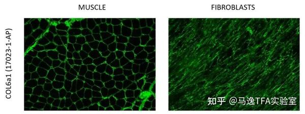 你所不知道的胶原蛋白 - 知乎