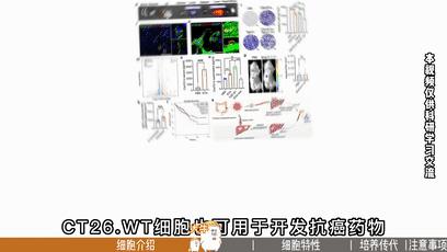 CT26-WT细胞培养，小鼠结肠癌细胞培养攻略-丰晖生物 - 知乎