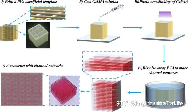 《Materials & Design》：水凝胶牺牲模板法结合3D打印定制具有通道网络的支架材料 - 知乎