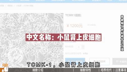 TCMK-1细胞培养，小鼠肾上皮细胞培养攻略 - 丰晖生物 - 知乎