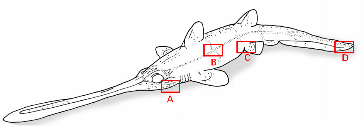【地球演义】鲛腾记3：齿 - 知乎