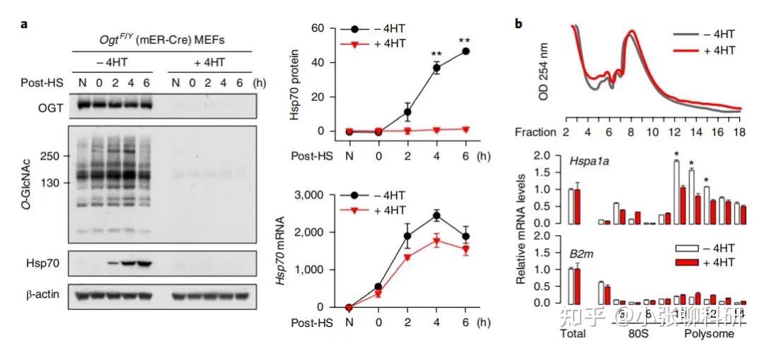 【热点追踪】应激下mRNA被选择性翻译？这篇15分+的文章教你如何完美论证！ - 知乎