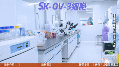 SK-OV-3细胞培养，人卵巢癌细胞培养攻略 - 知乎
