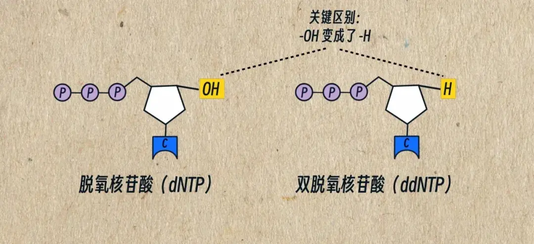 从耗费 30 亿到几千美元？人类全基因组测序揭秘 - 知乎