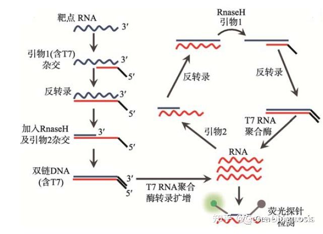 等温扩增技术方法原理介绍大全（上） - 知乎