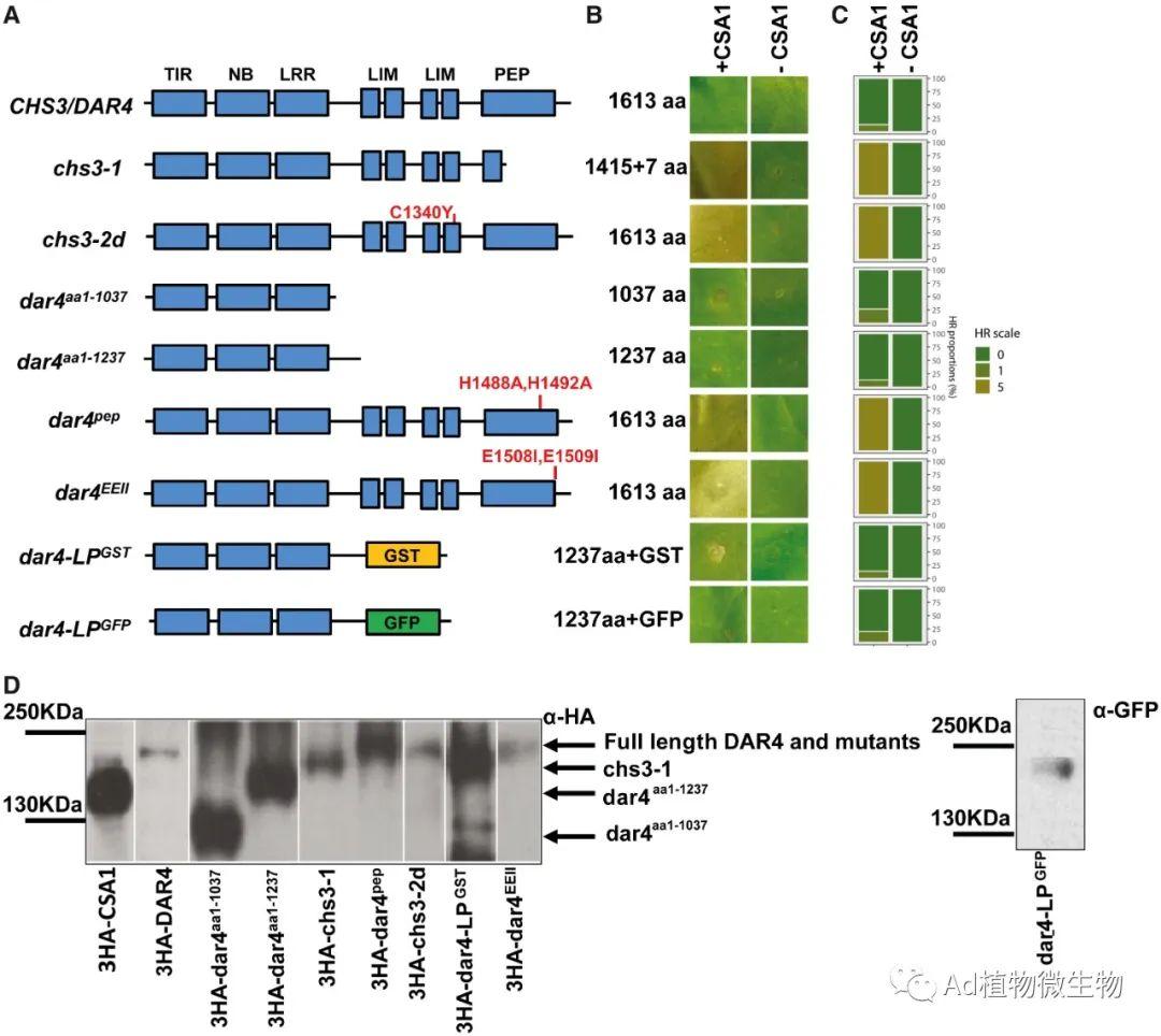 Cell Host & Microbe | 研究揭示植物-病原体相互作用中的新“要害”基因！ - 知乎