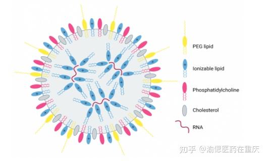 ALC-0159|LNPs的设计中为什么要用到PEG化脂质？ - 知乎