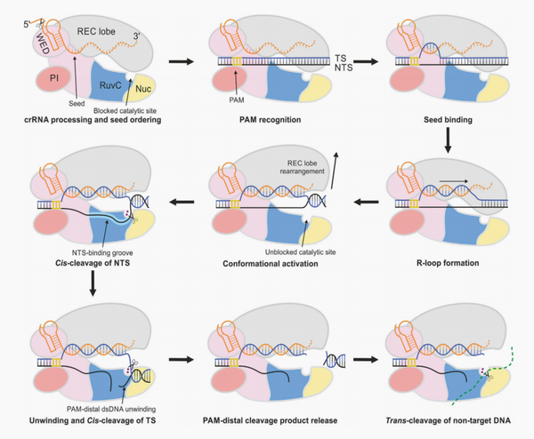 一文让你轻松读懂CRISPR检测技术原理 - 知乎