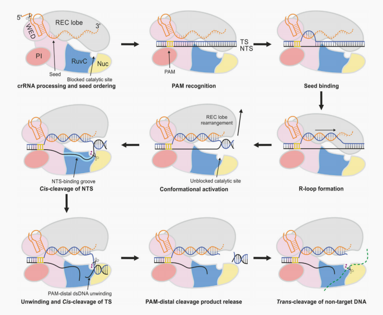 一文让你轻松读懂CRISPR检测技术原理 - 知乎