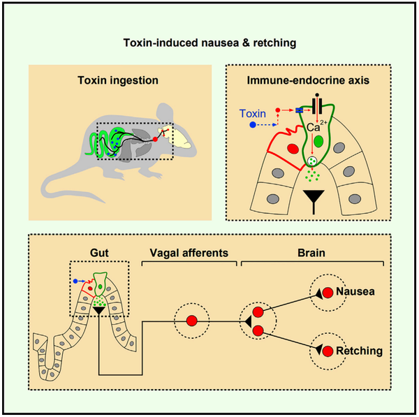 新突破！Cell：曹鹏团队揭示大脑启动「恶心-呕吐」反应的神经生物学机制 - 知乎