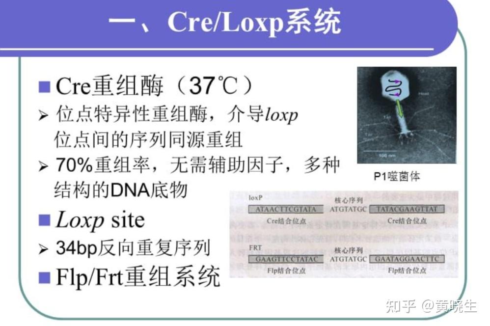 Cre-loxP基因敲除技术 - 知乎