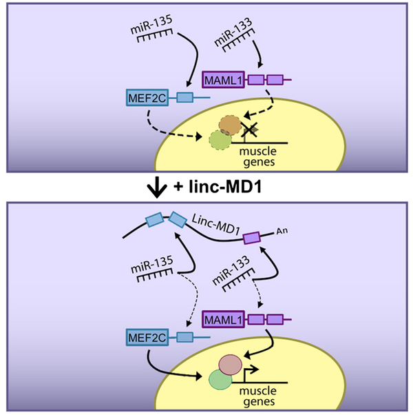ceRNA机制研究常见套路 - 知乎