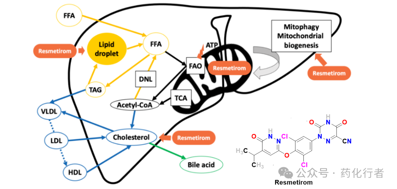 NASH首款新药Resmetirom - 知乎