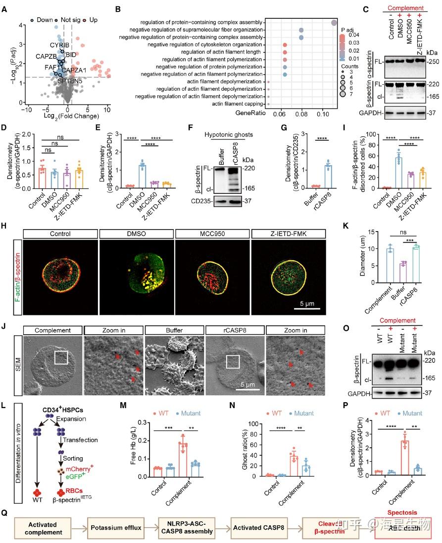Cell(IF=45.5) HyCyte细胞助力科研—揭示NLRP3炎症小体介导溶血性细胞死亡新机制 - 知乎