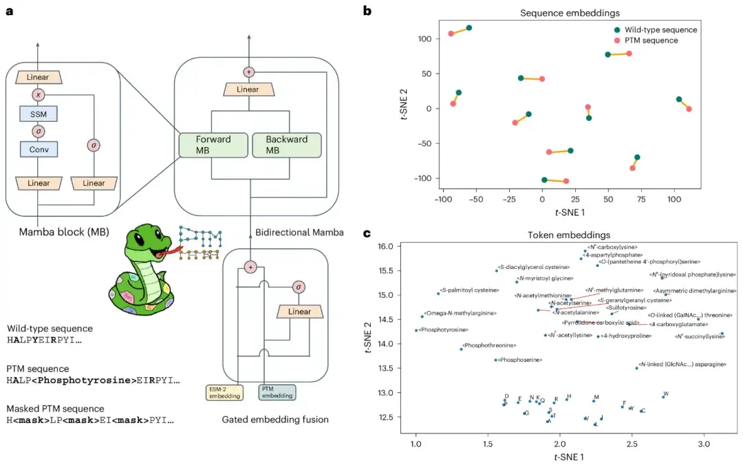 结合ESM-2，杜克大学开发高效PTM感知蛋白质语言模型，实现新SOTA - 知乎