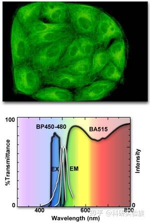BODIPY氟化硼络合二吡咯甲川（BDP）类荧光染料基本结构及性质和应用 - 知乎