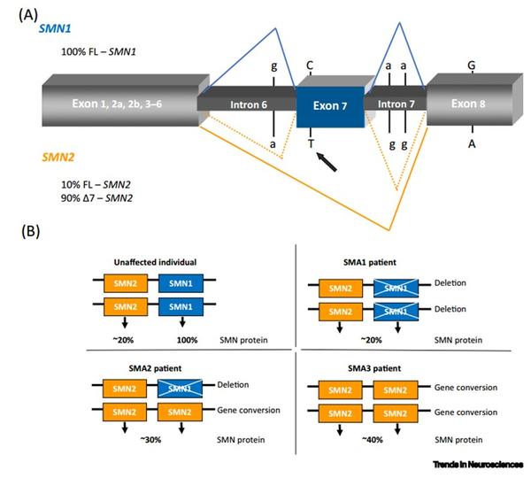 基因解“遗” || 一种可治疗的罕见病——脊髓性肌萎缩症（SMA） - 知乎