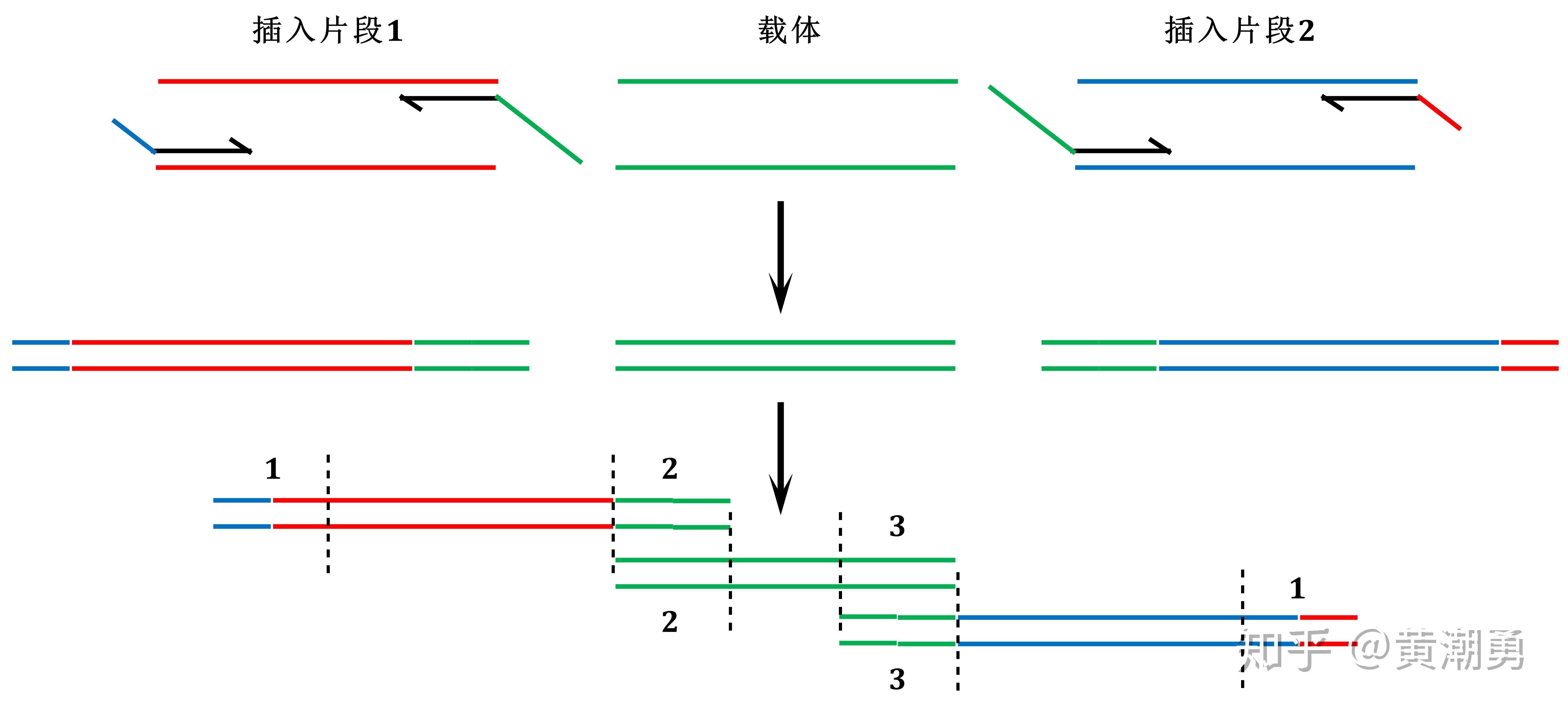 你每天用到的Gibson组装，你真的弄懂了吗？ - 知乎