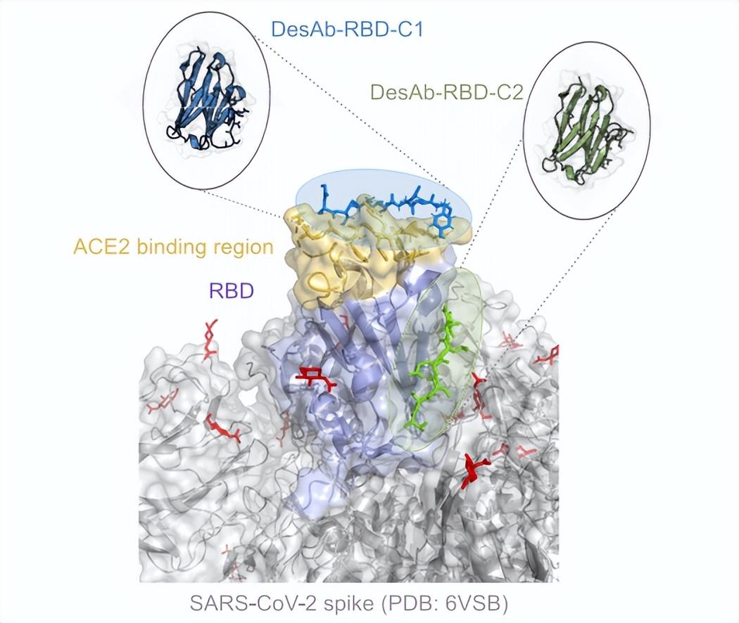 JACS：“π-钳”介导的位点特异性单域抗体二聚化 - 知乎