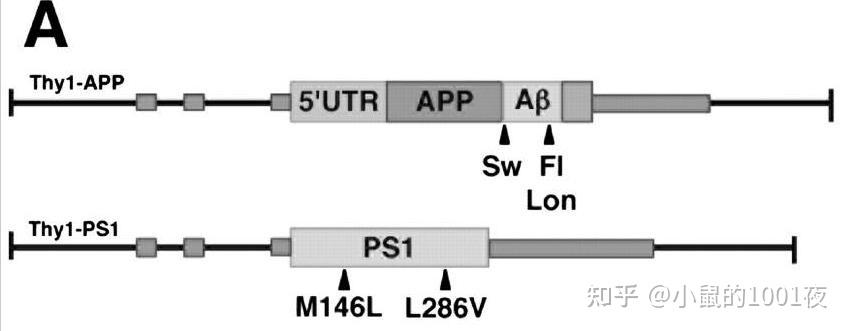 5xFAD（五转）---家族性阿尔茨海默病模型小鼠 - 知乎