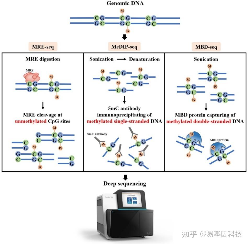 易基因｜DNA甲基化方法全解析：方法发展、技术应用、优缺点 - 知乎