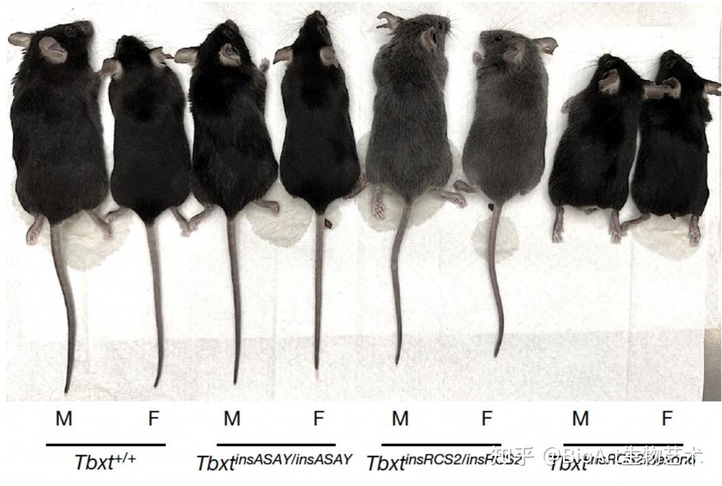 Nature | 人类是怎样把尾巴进化没了的？ - 知乎