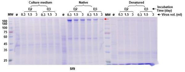 技术分享第二十一期 | 昆虫系统表达-大分子蛋白\跨膜蛋白表达福音 - 知乎