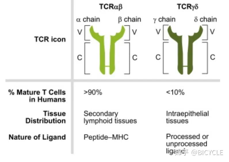 看透一个免疫分子：TCR - 知乎