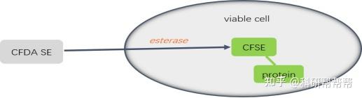 一网打尽！快速了解细胞活性、增殖与毒性检测常用方法！ - 知乎