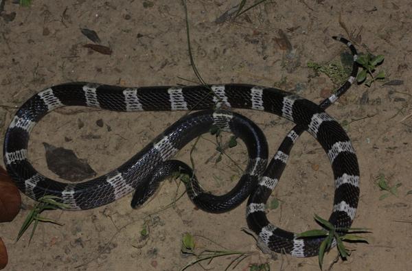 献给钟爱的Bungarus环蛇属（Krait) - 知乎