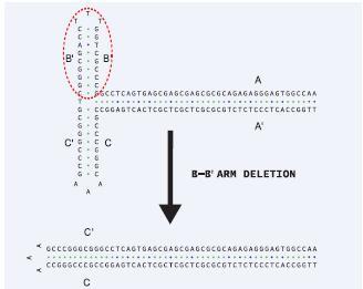 解决基因治疗痛点——AAV-ITR测通+载体稳定构建 - 知乎