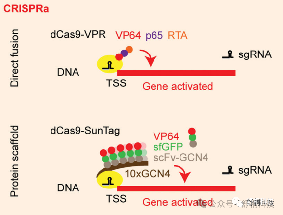 CRISPRi和CRISPRa：基因表达调控的前沿工具 - 知乎