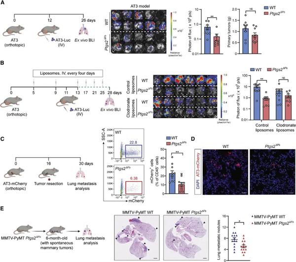 Immunity | 肺成纤维细胞通过重塑局部免疫微环境促进转移前生态位的形成 - 知乎