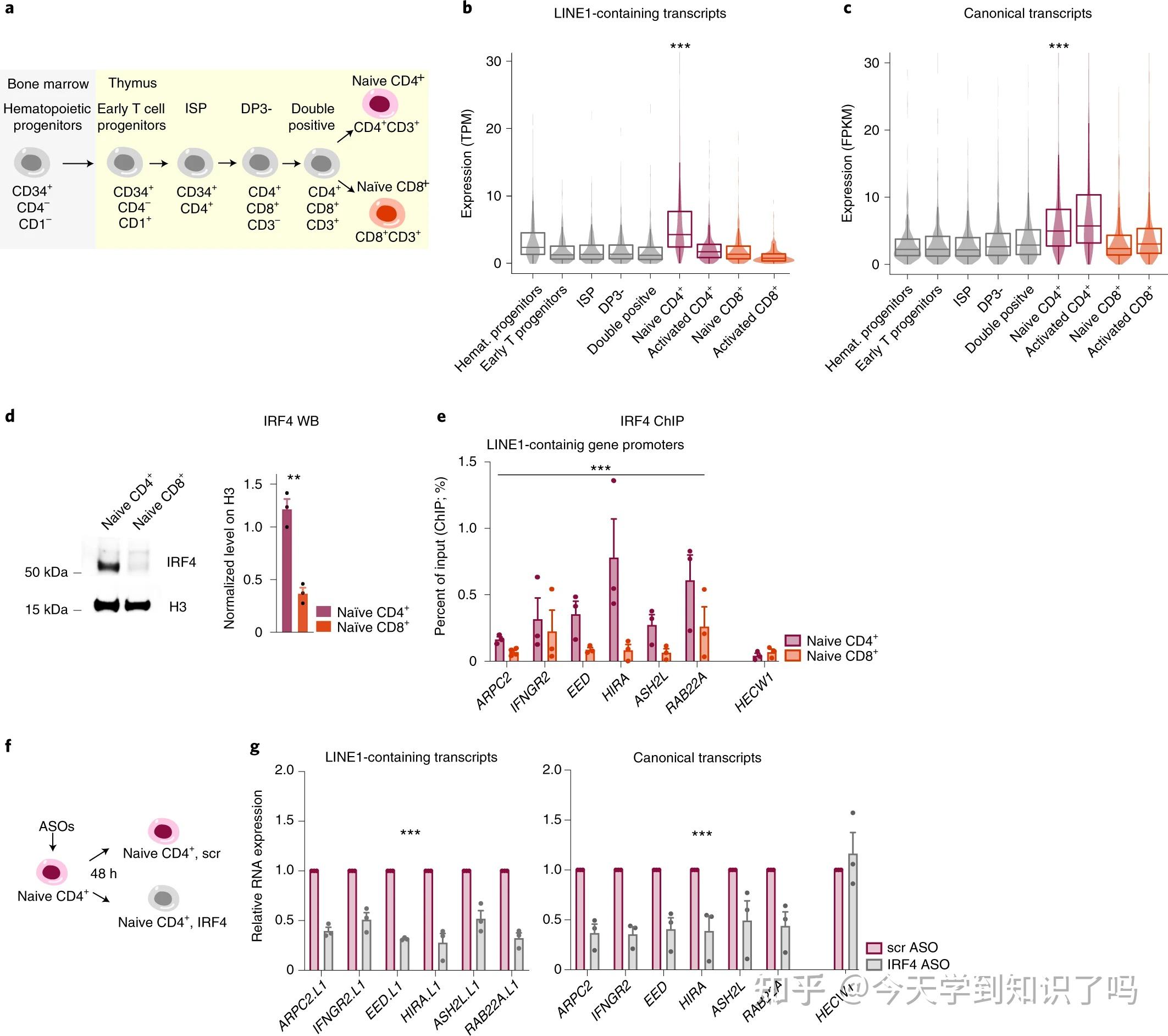 LINE1 are spliced in non-canonical transcript variants to regulate T ...