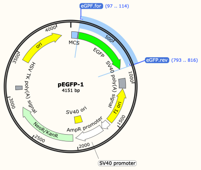 SnapGene_如何模拟琼脂糖凝胶进行PCR扩增？ - 知乎